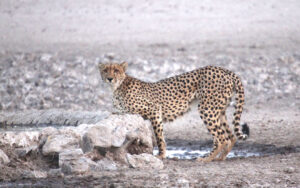 Motopi Camp - Chobe 4X4 Hire